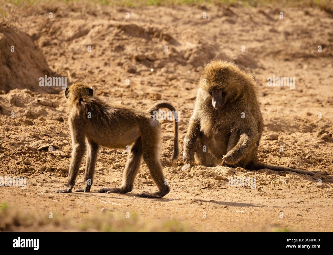 Olive baboon (Papio anubis) mother with its baby photographed at Lake ...