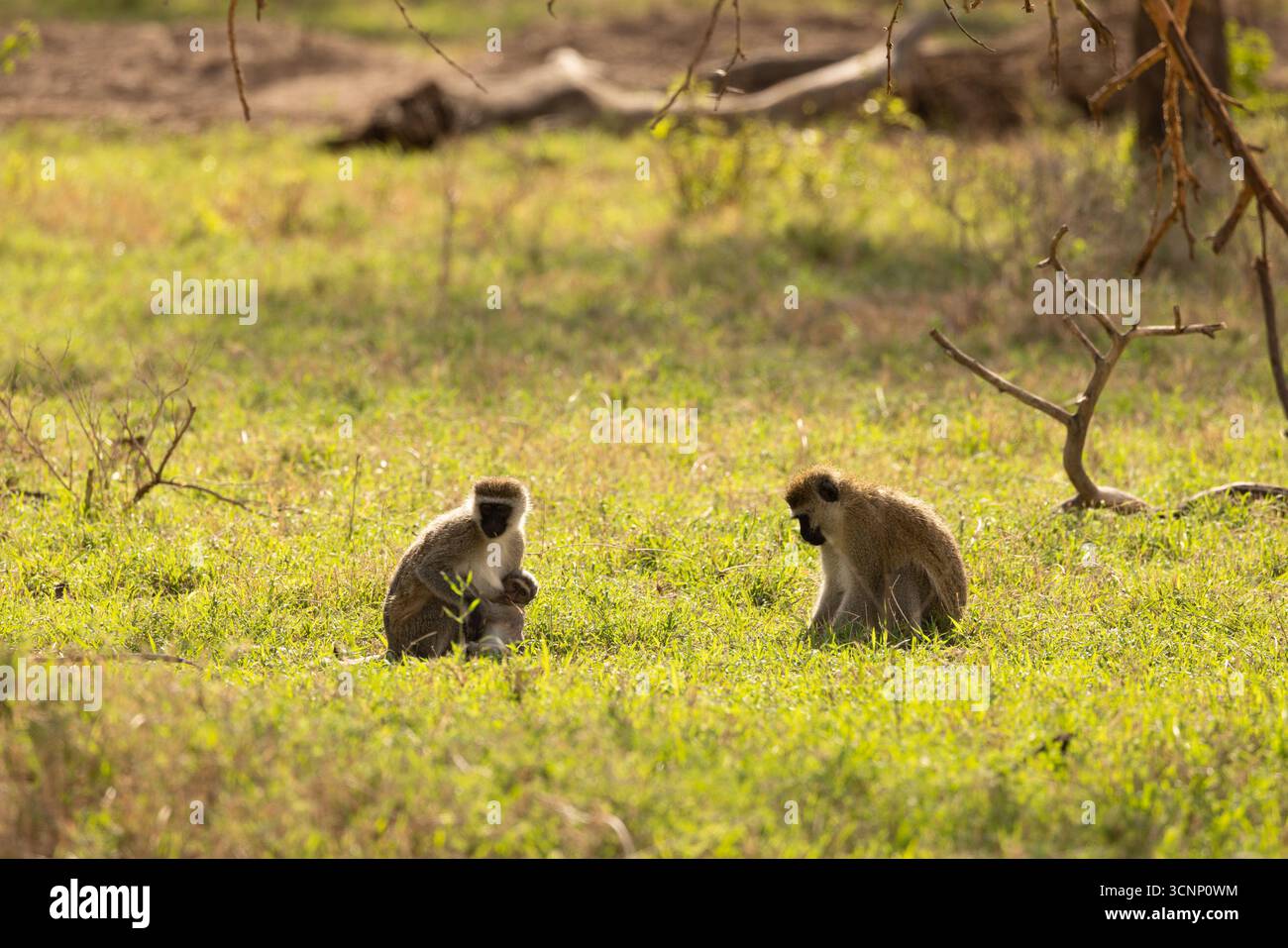 a troop of vervet monkeys (Chlorocebus pygerythrus), or simply vervet ...