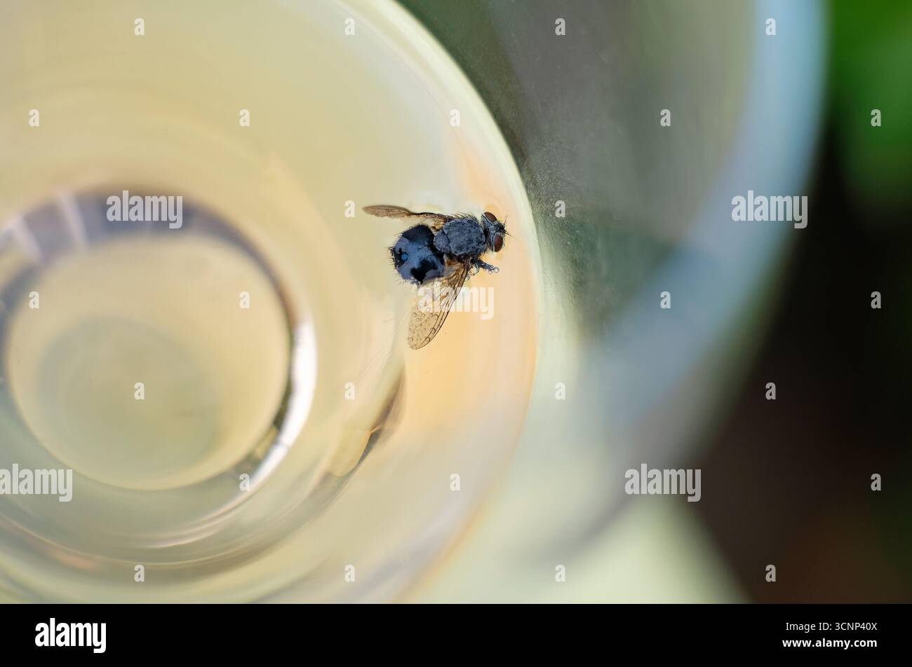 Insect in the glass hi-res stock photography and images - Alamy