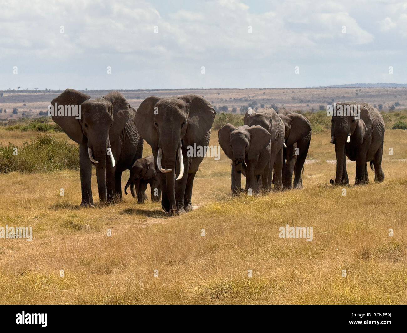 Amboseli Nationalpark, Kenya. 20th Sep, 2025. A group of elephants ...