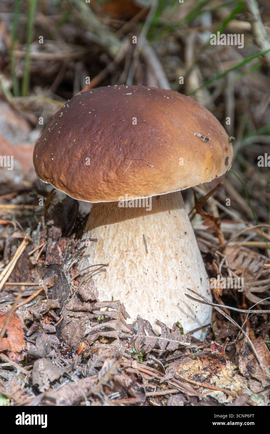 Boletus edulis fungus toadstool, an edible mushroom with common names ...