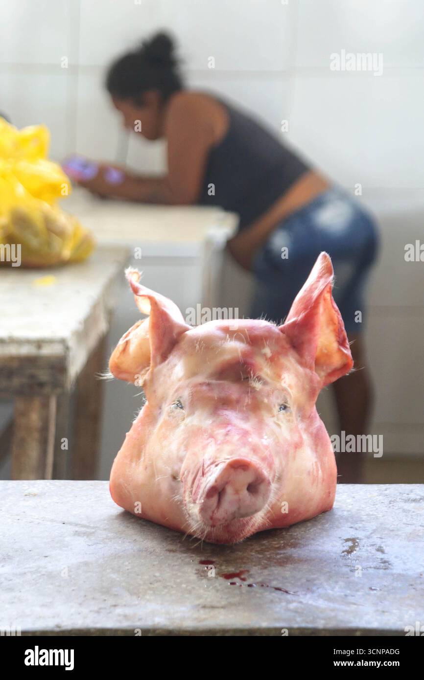 MACEIó, AL - 22.09.2025: AUMENTA EXPORTAçõES DA CARNE DE PORCO ...