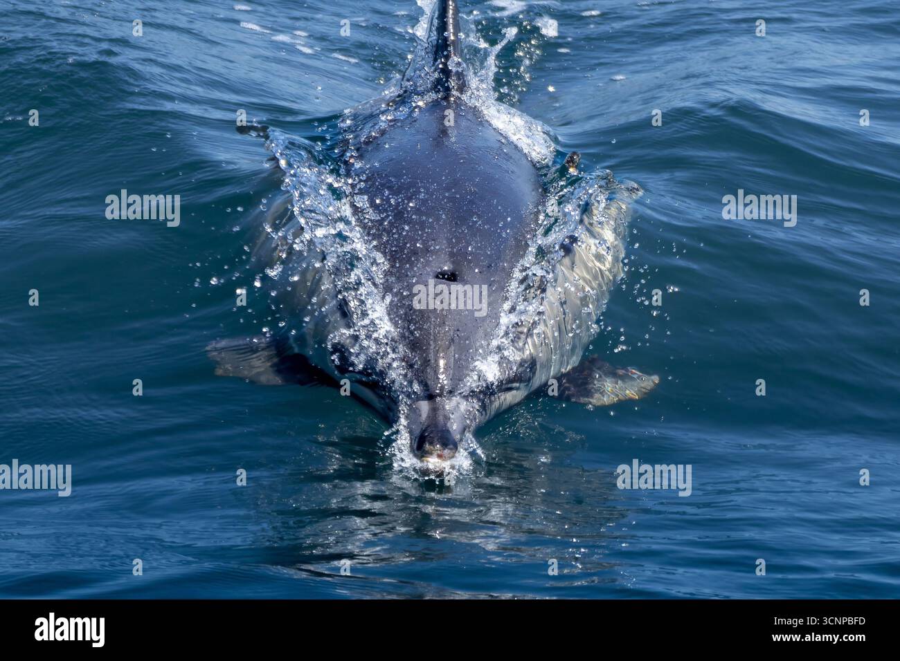 Front view of a common dolphin (Delphinus delphis) breaching the water ...