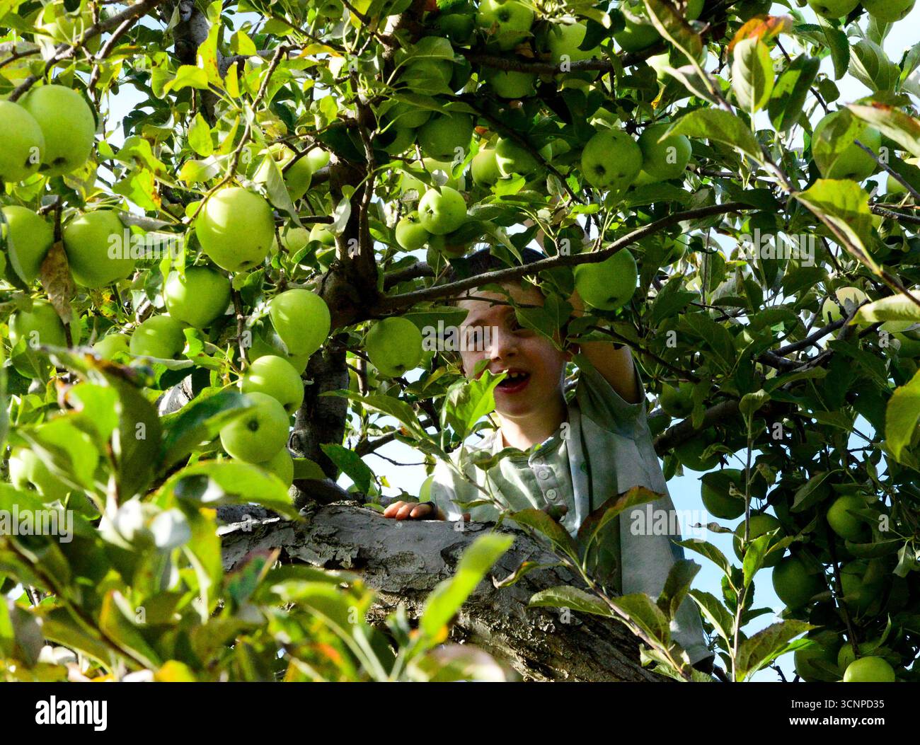 Mendel Raskin, 7, of Brattleboro, Vt., picks apples at Green Mountain ...