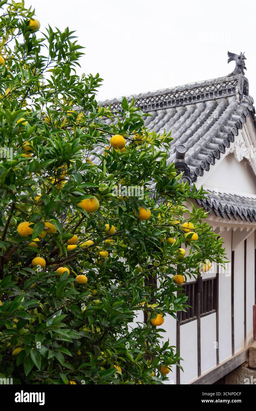 Ripe citrus fruits on tree against background of kawara tiled roof and ...