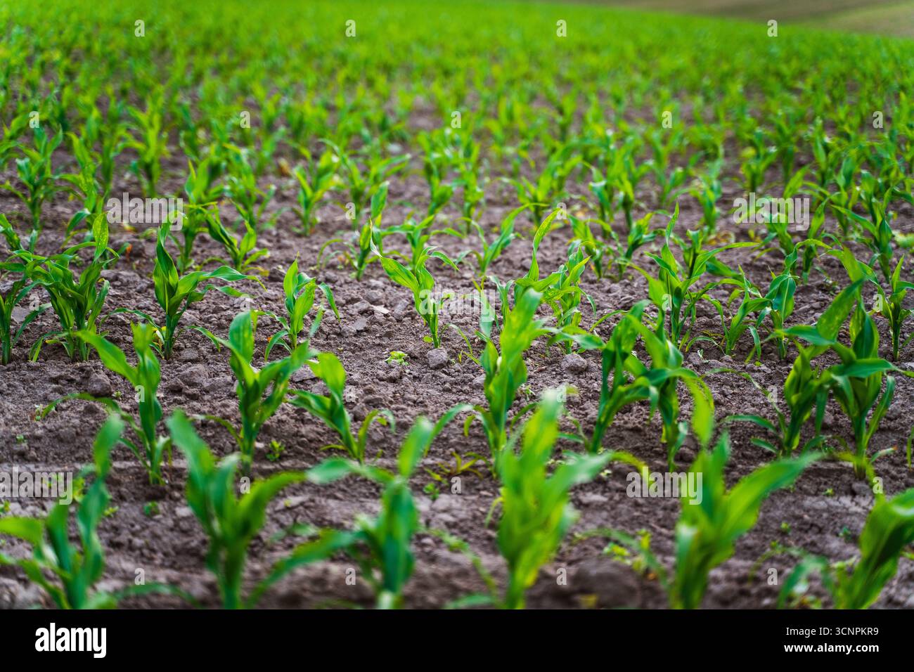 Fieldrow hi-res stock photography and images - Alamy