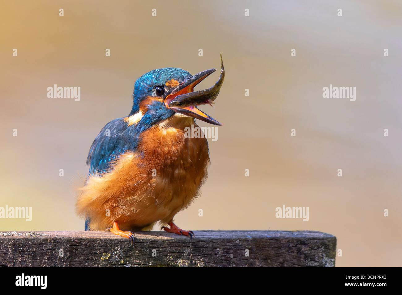 Kidderminster, UK. 22nd September, 2025. UK weather: the gloriously ...