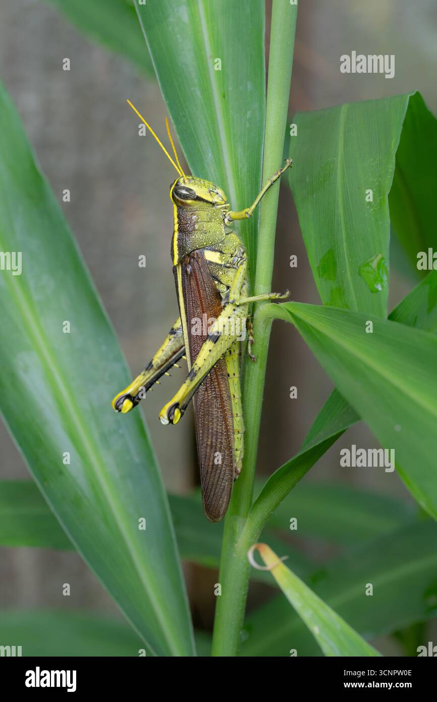 An Obscure bird grasshopper, Schistocerca obscura, on the stem of a ...