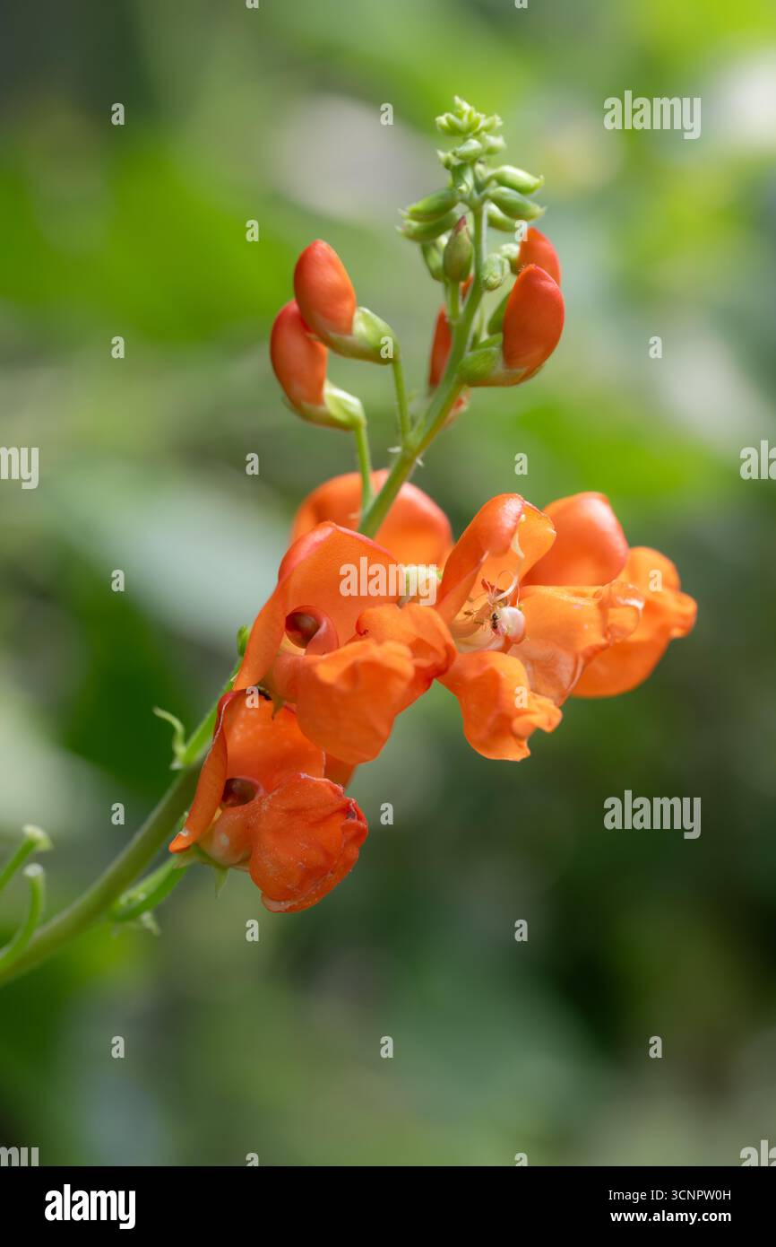 Beautiful flowers scarlet runner hi-res stock photography and images ...