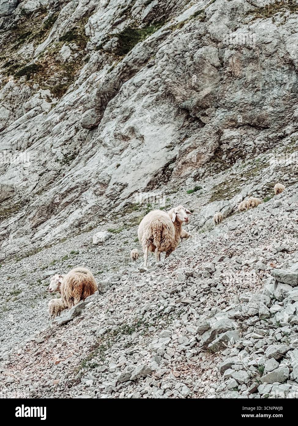 Sheep Gazing on Mountain pasture in Albanian Alps Stock Photo - Alamy