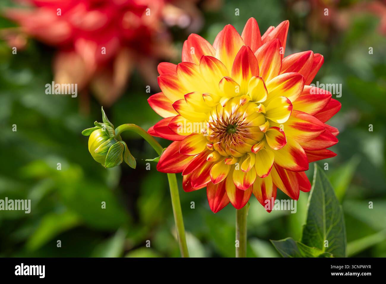 Dahlia bridge view aloha hi-res stock photography and images - Alamy