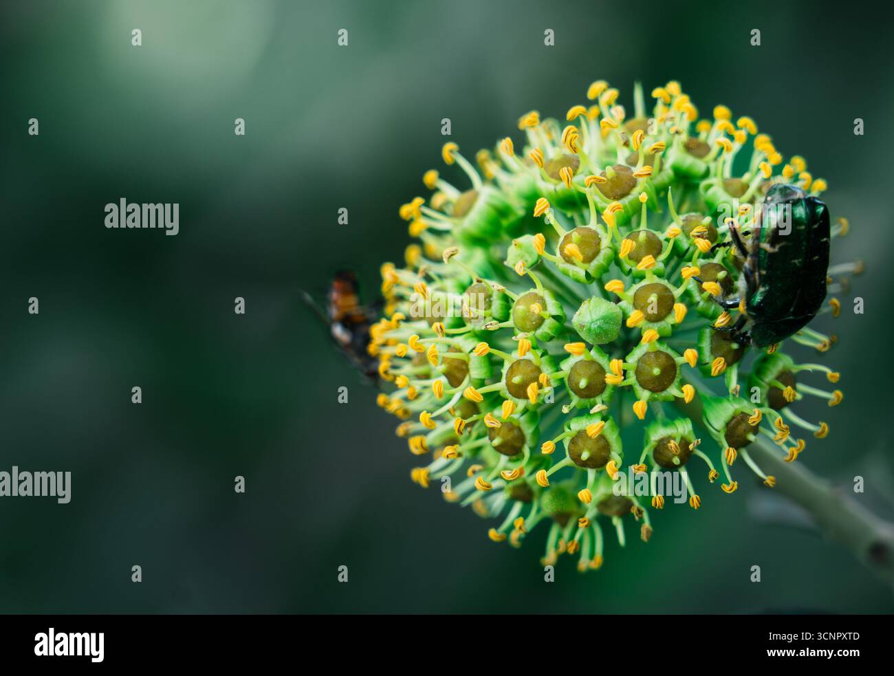 Insect pollination macro hi-res stock photography and images - Alamy