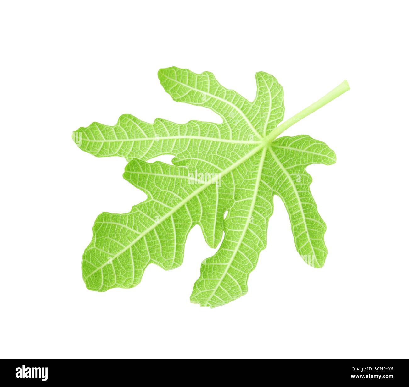 Spring plant fig Cut Out Stock Images & Pictures - Alamy