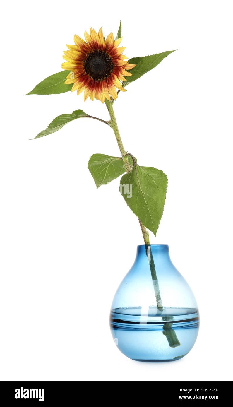 Decorative sunflower design in Cut Out Stock Images & Pictures - Alamy