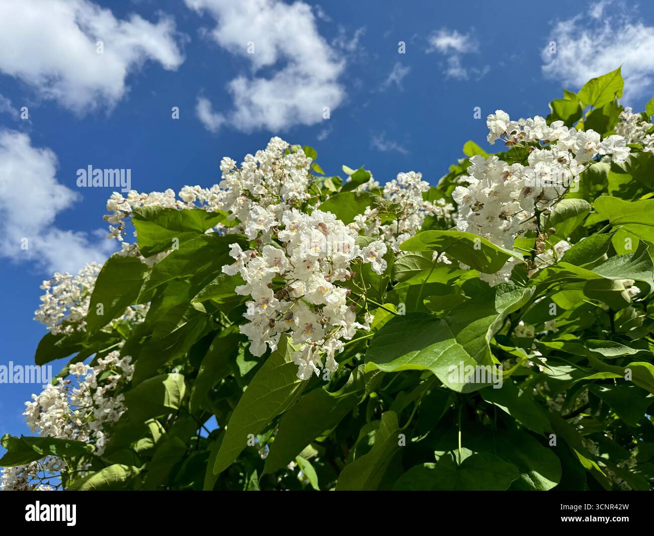 Catalpa tree blossom blooming hi-res stock photography and images - Alamy