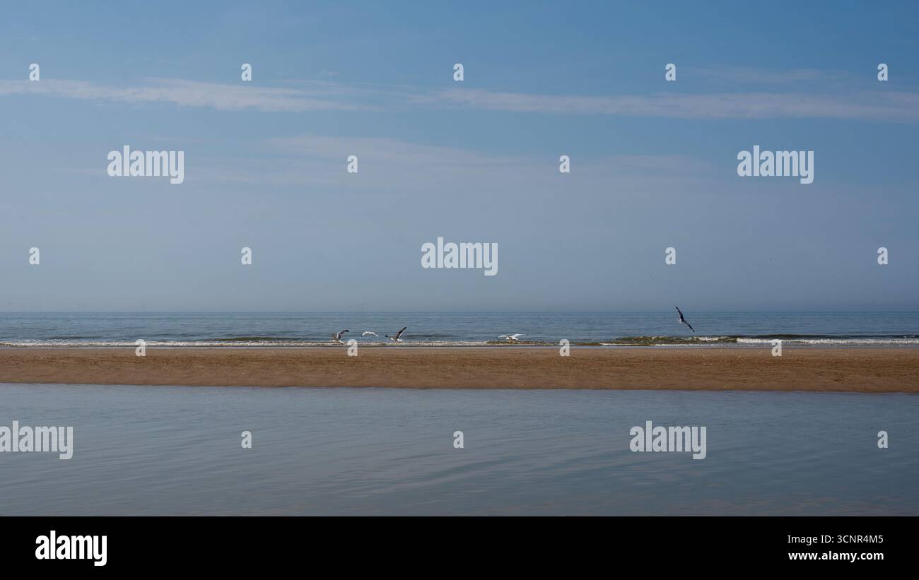 Seagulls flying over sandbank hi-res stock photography and images - Alamy