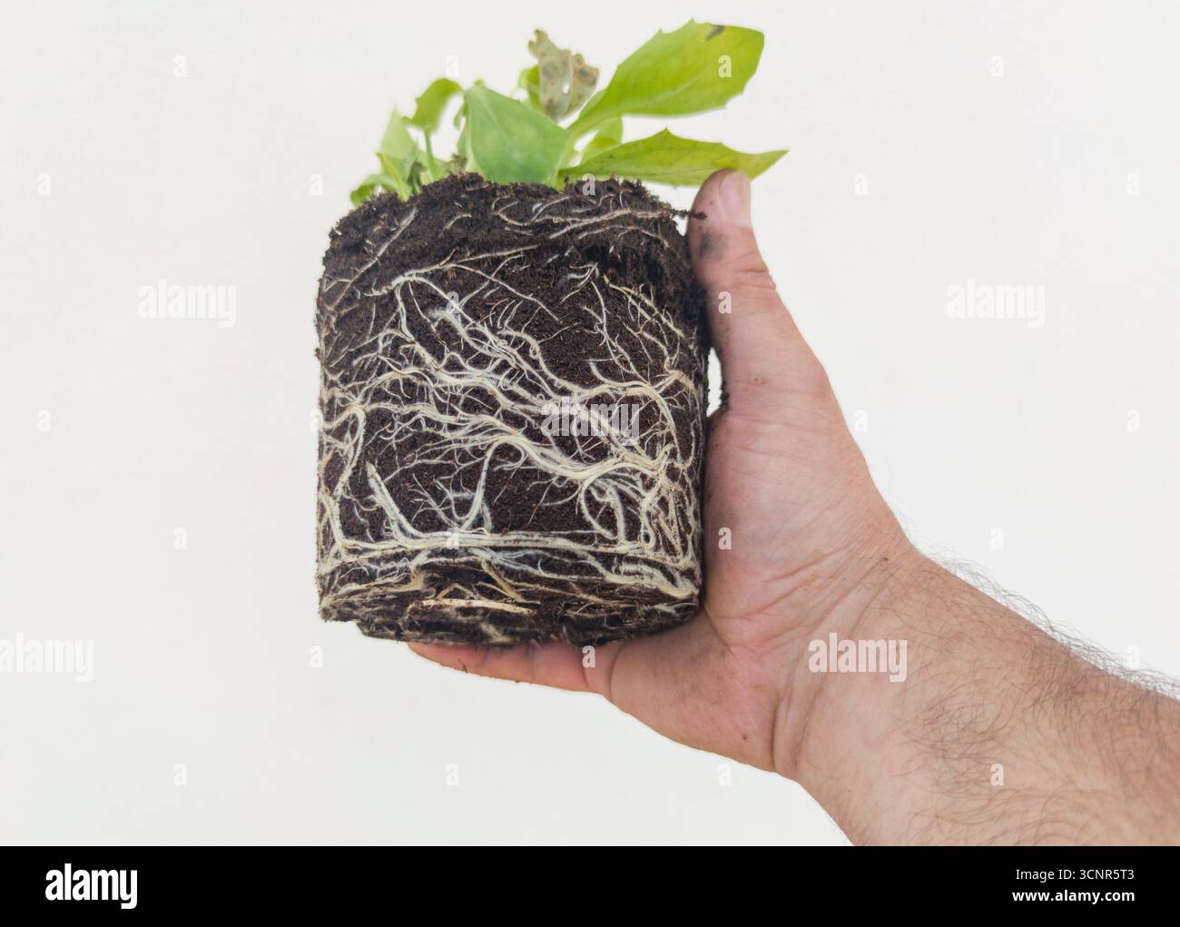 Gardener shows root balls just before been planted. Transplanting tasks ...