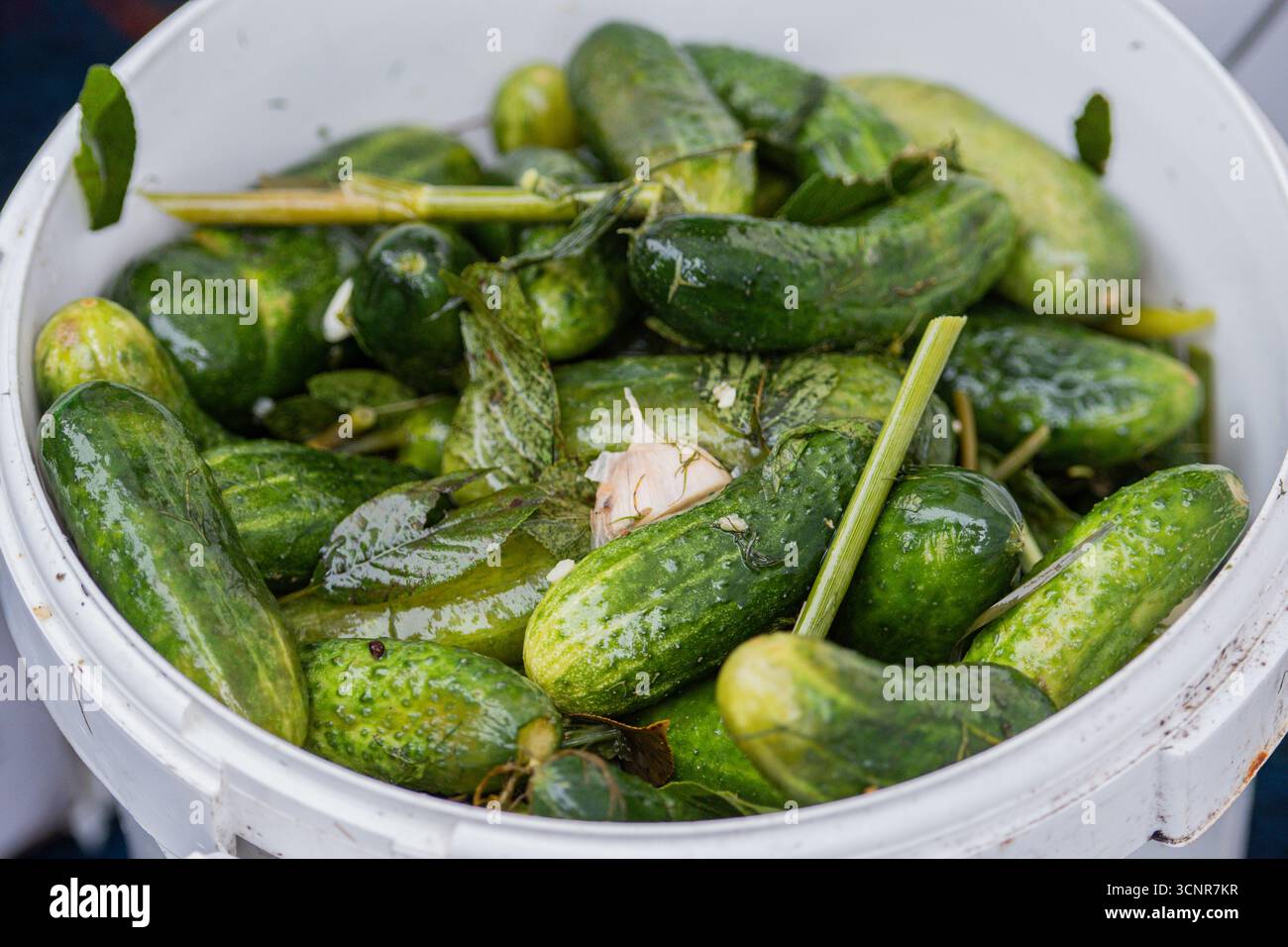 Fresh cucumbers with garlic and herbs in a bucket in a food street ...