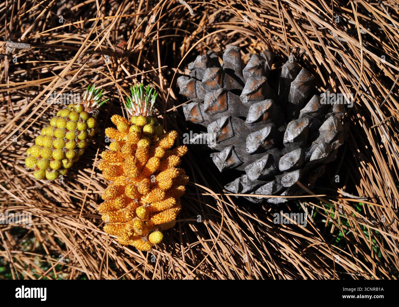 Different stages of pine nut growth Stock Photo - Alamy