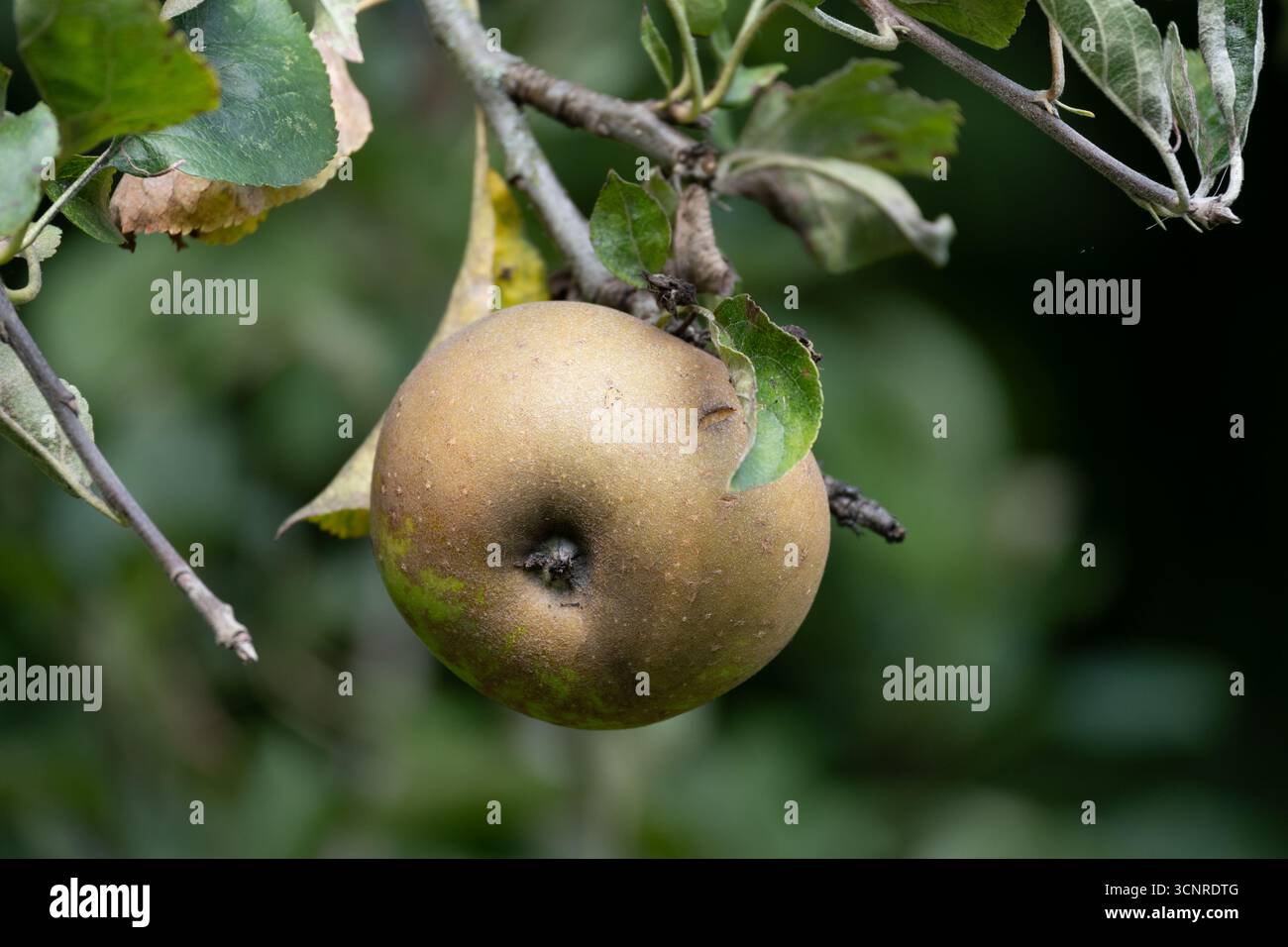 Apple fruit variety varieties hi-res stock photography and images - Alamy