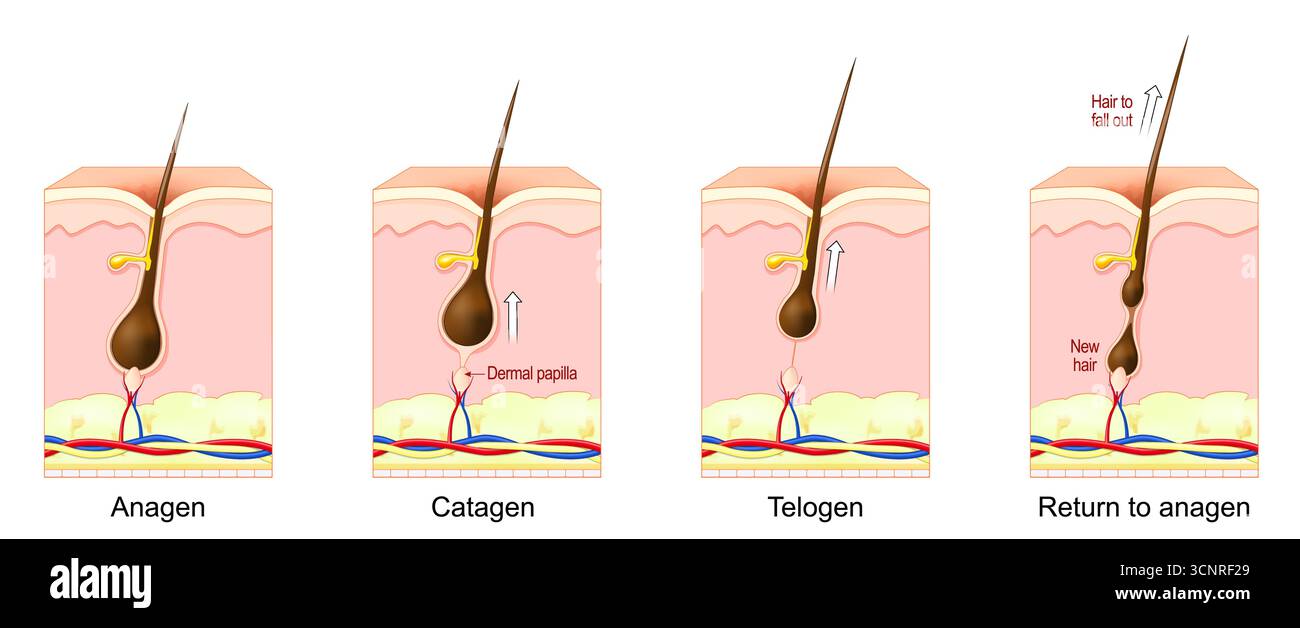 Growth period Stock Vector Images - Alamy