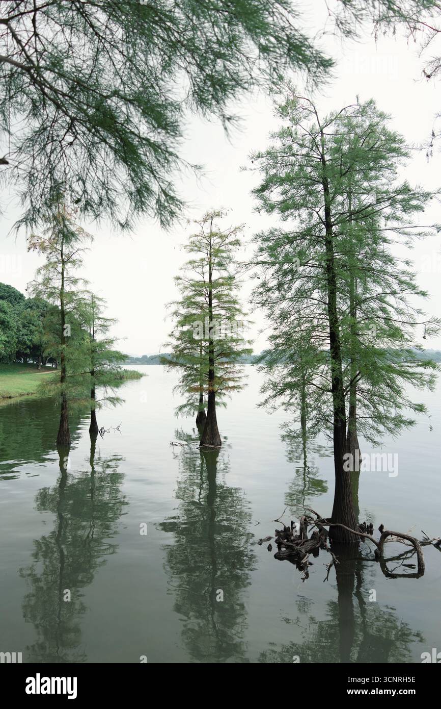 Cypress Trees Reflecting in Calm Lake Water - West Lake in Huizhou ...