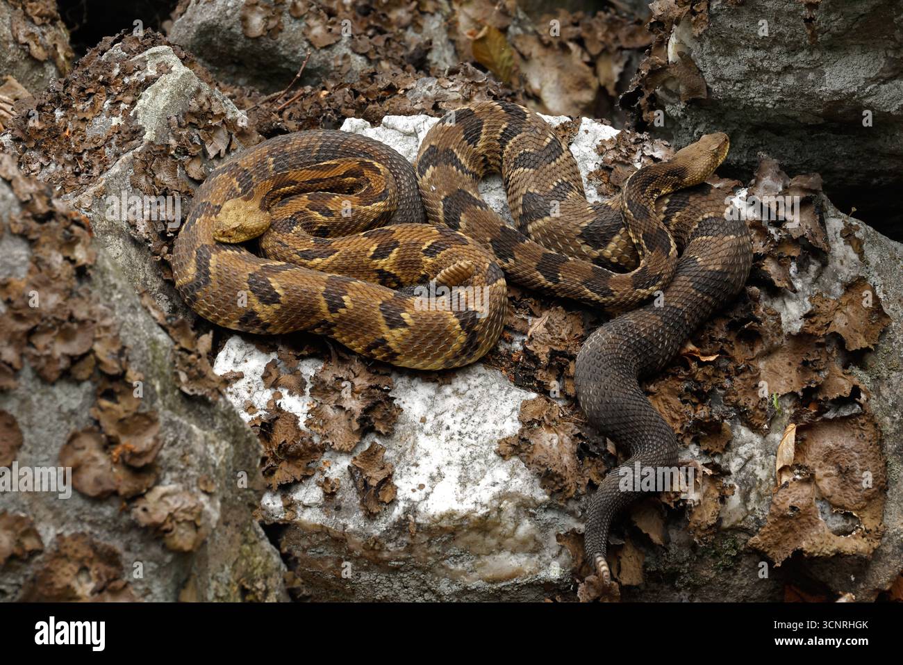 Timber rattlesnake, Crotalus horridus, pregnant females at rookery ...