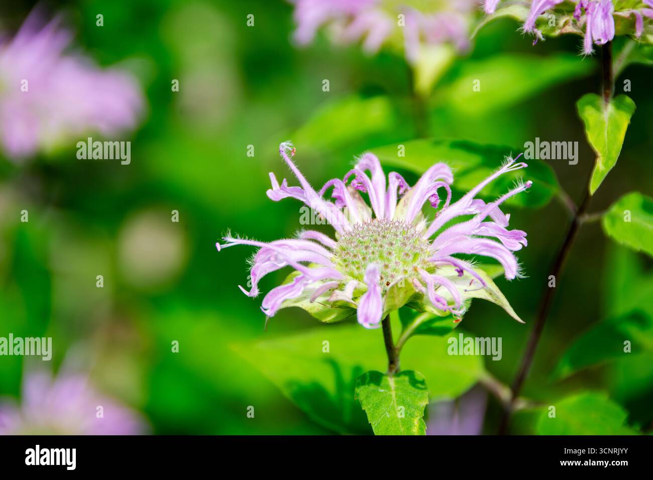 Single bee balm flower hi-res stock photography and images - Alamy