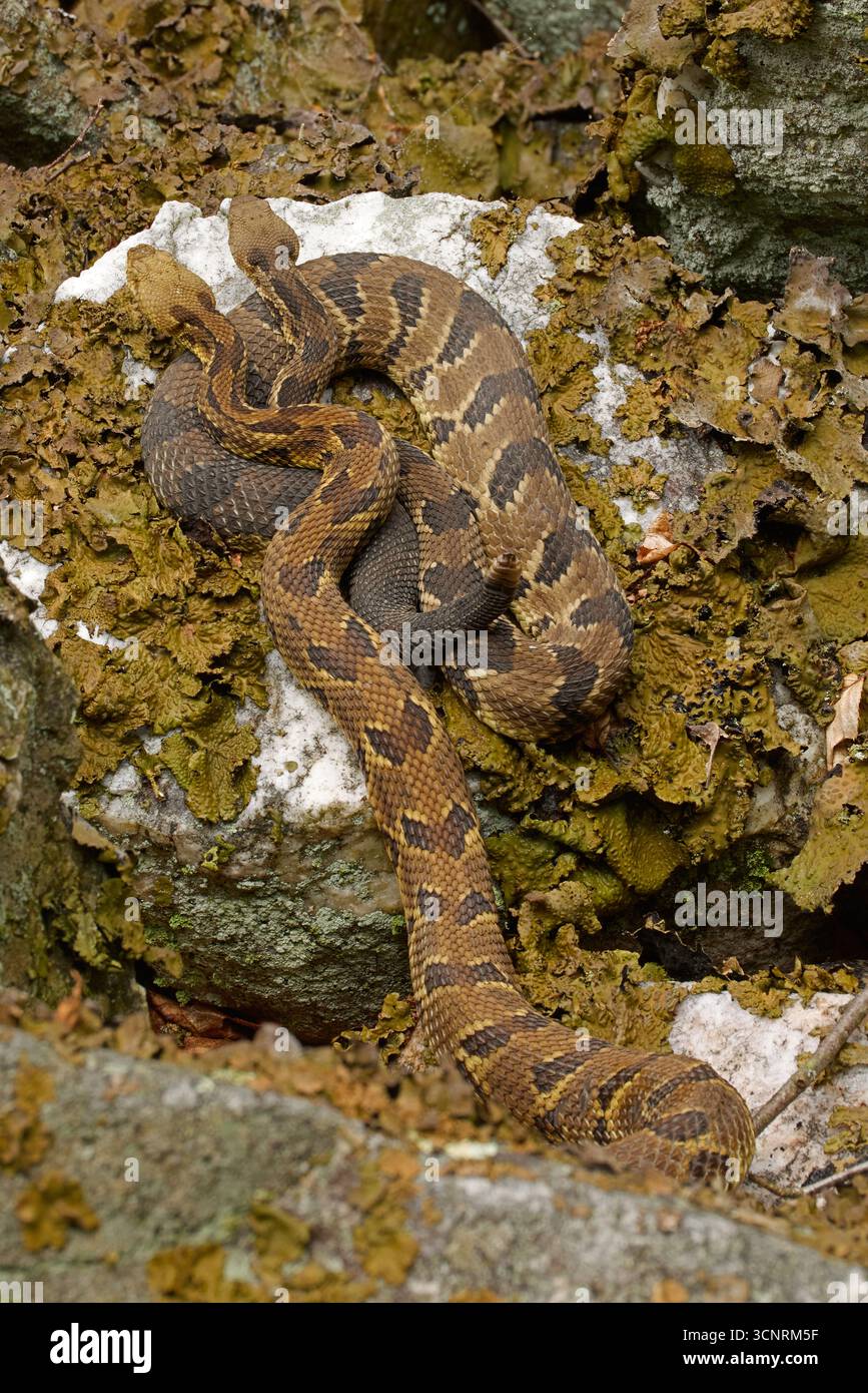 Timber rattlesnake, Crotalus horridus, pregnant females at rookery ...