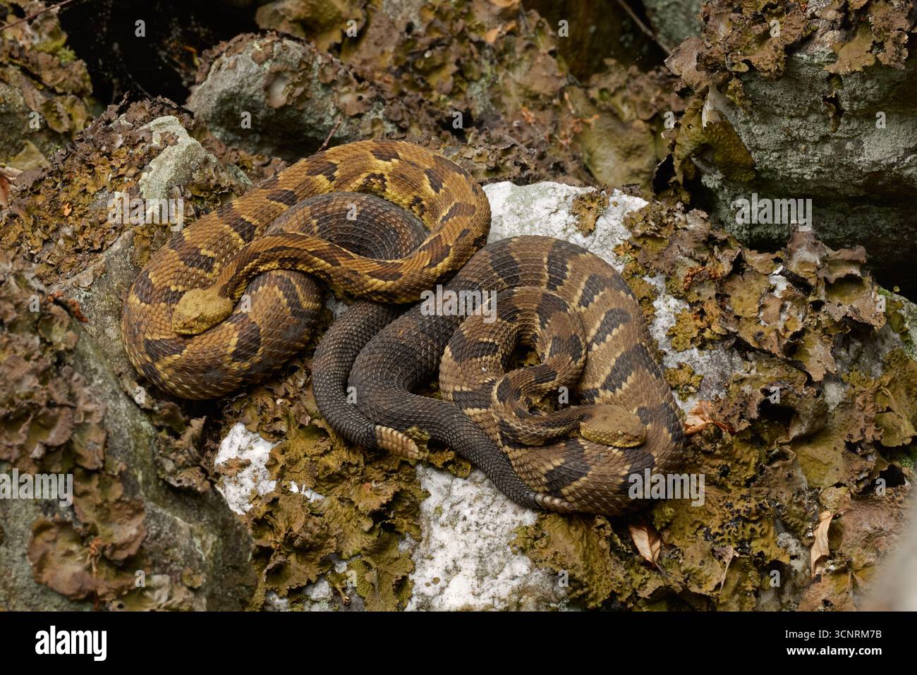 Timber rattlesnake, Crotalus horridus, pregnant females at rookery ...