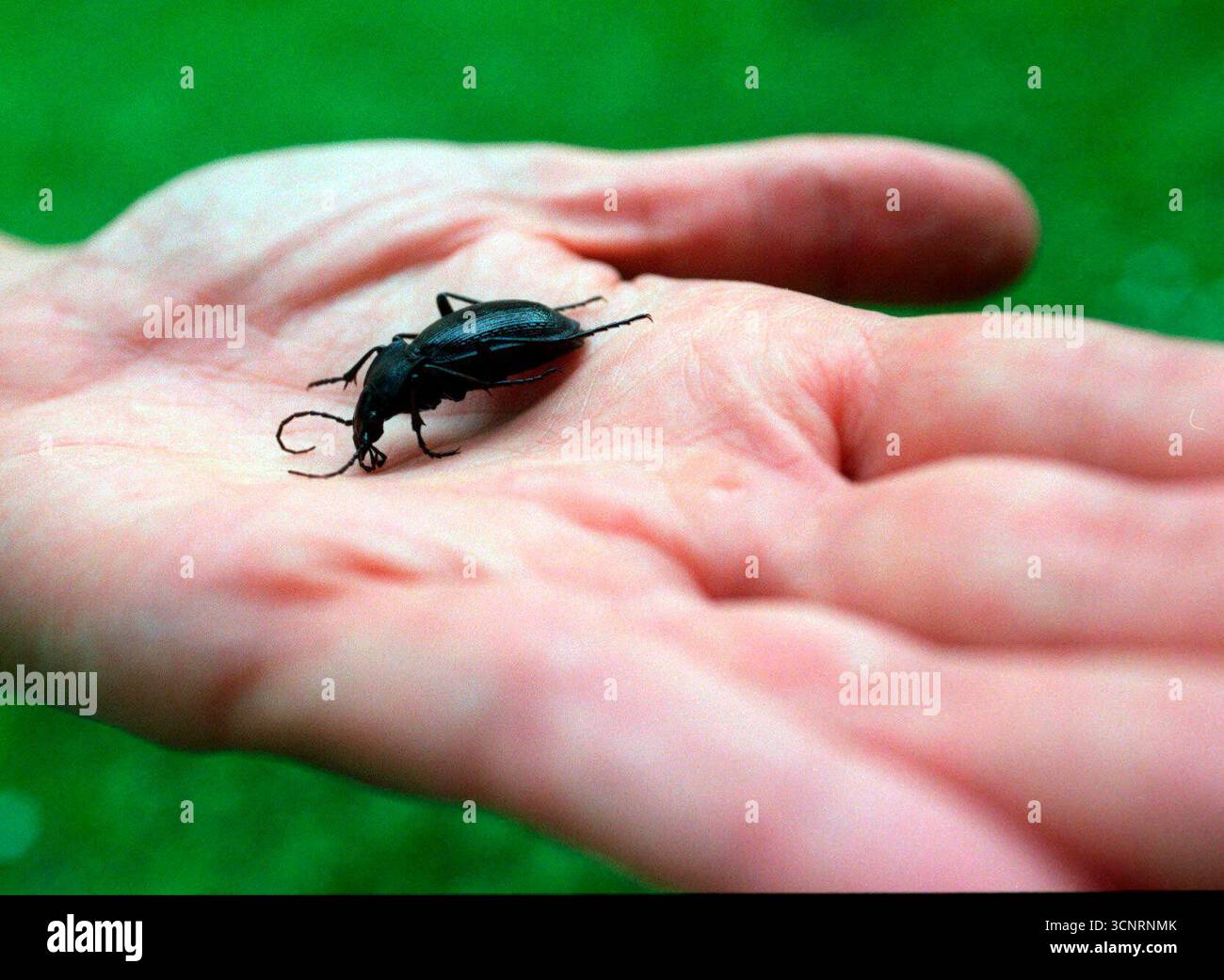beetles are animals with six feet are insects beetles are animals with ...