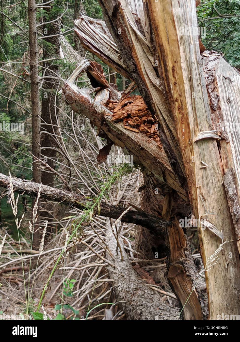 cleanup work after a storm, tree damage in the forest cleanup after ...