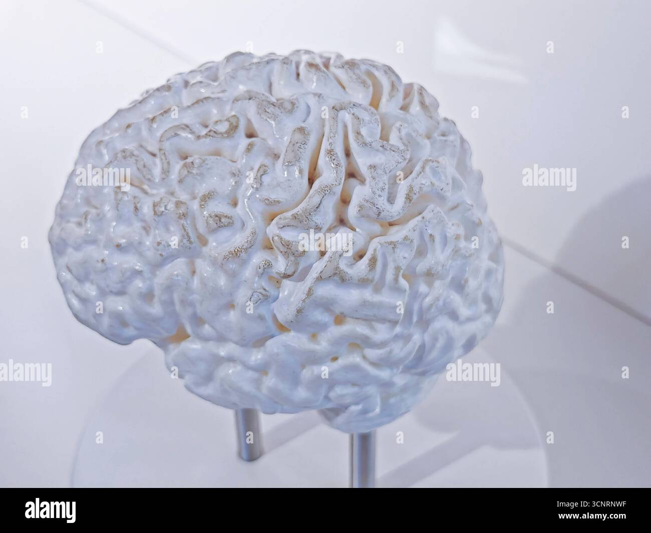 the human brain, the most complex organ of our body the human brain ...