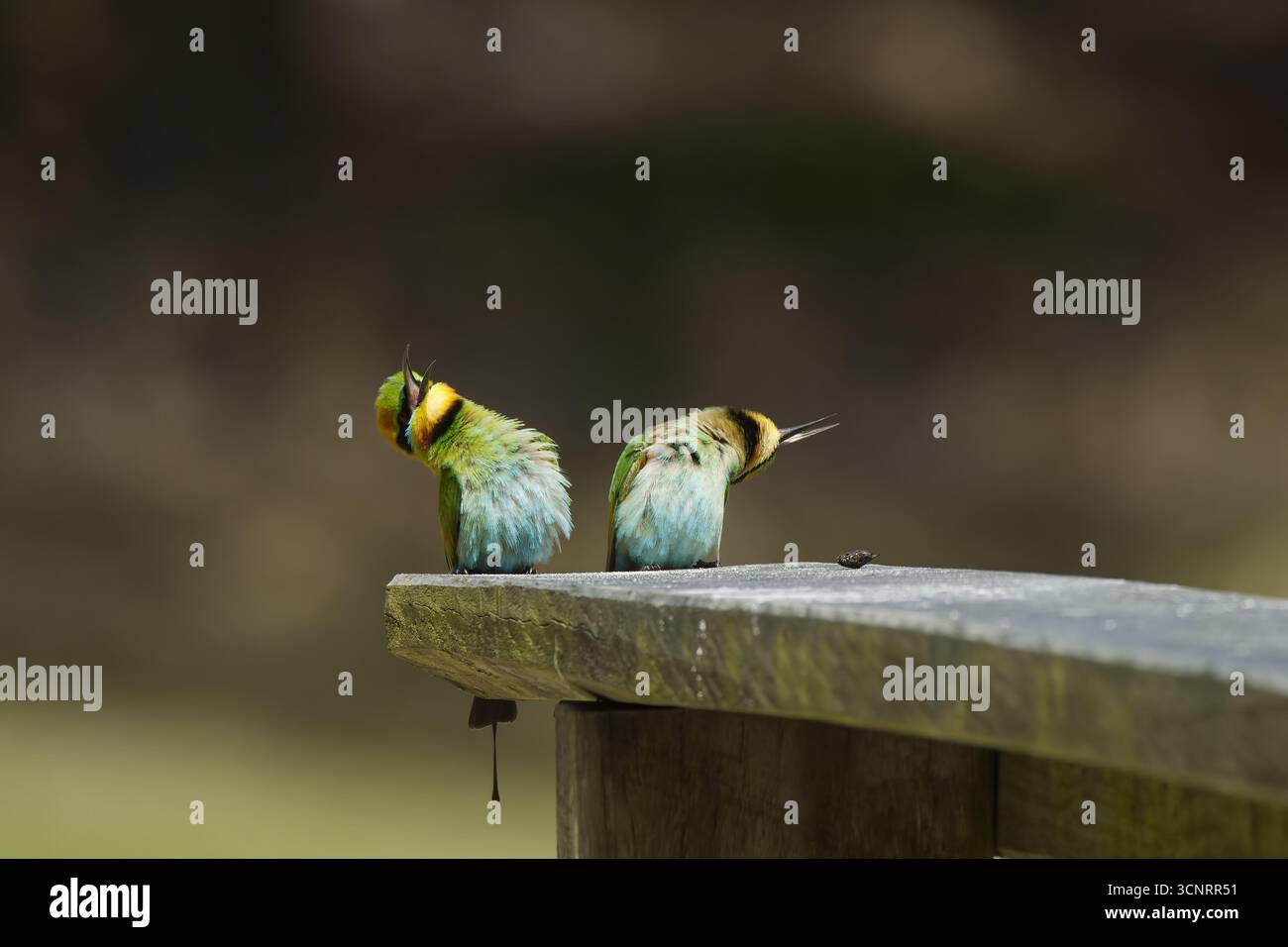 Australian Rainbow Bee Eaters on the Sunshine Coast, Queensland Stock ...