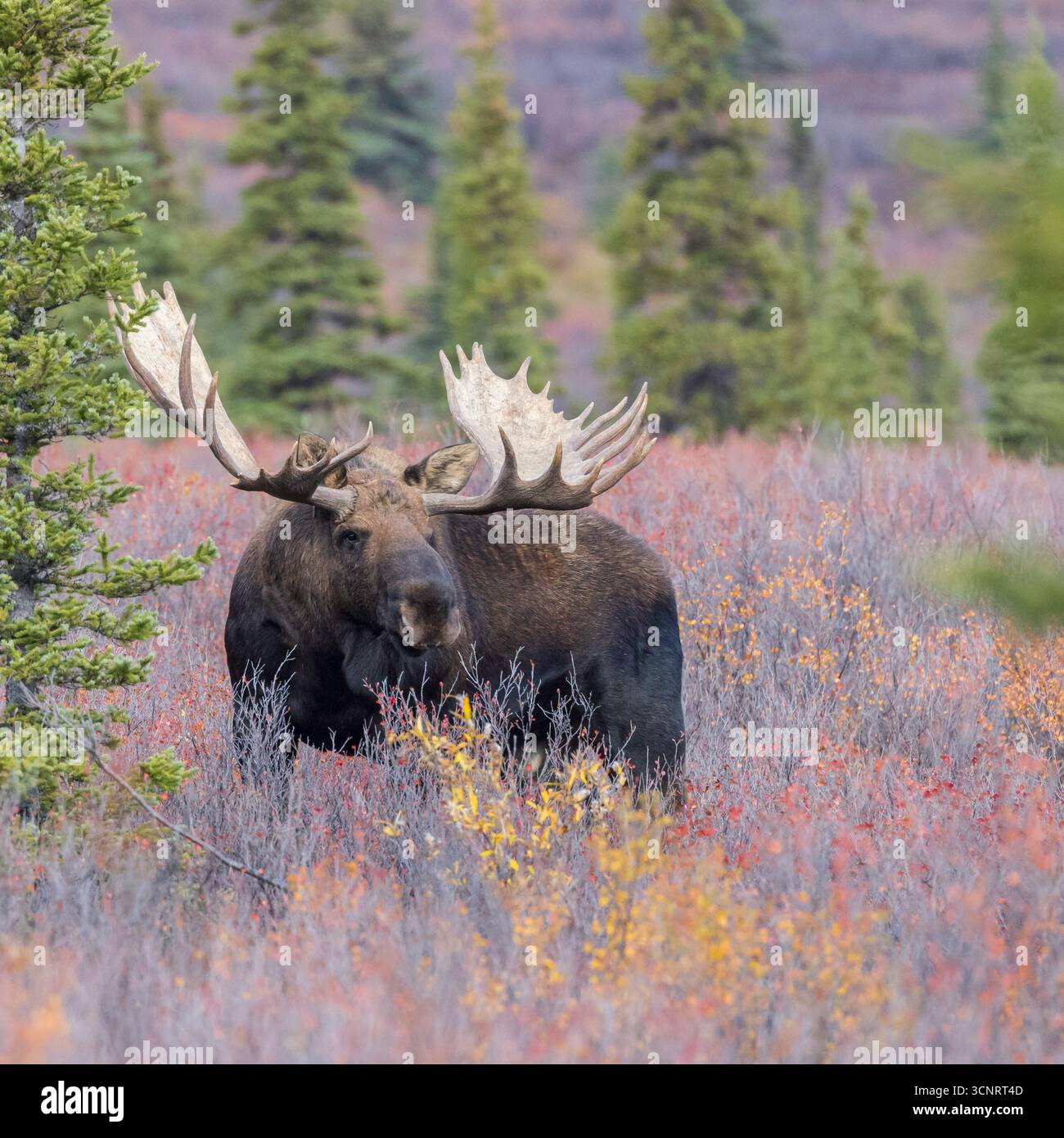 Moose alces bull denali hi-res stock photography and images - Alamy