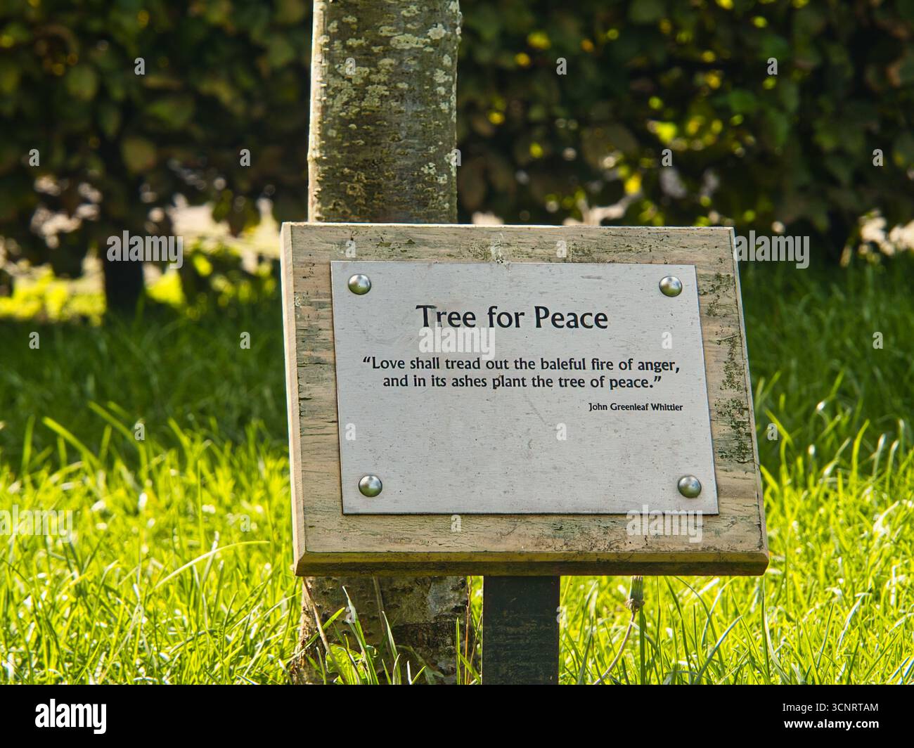 The Tree of Peace in Henley oxfordshire united kingdom a rowan tree ...
