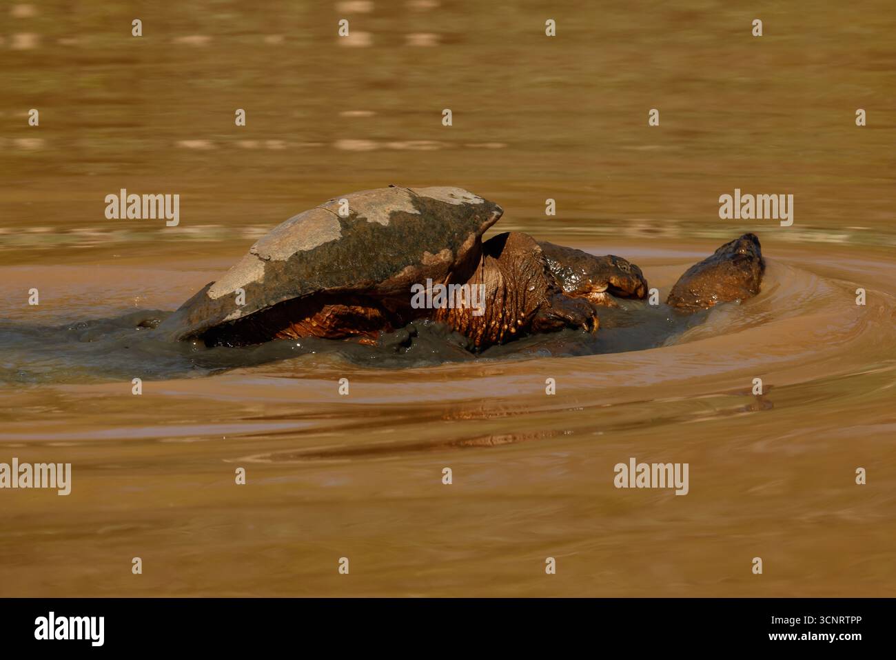 snapping turtles, Chelydra serpentina, mating, female trying to escape ...