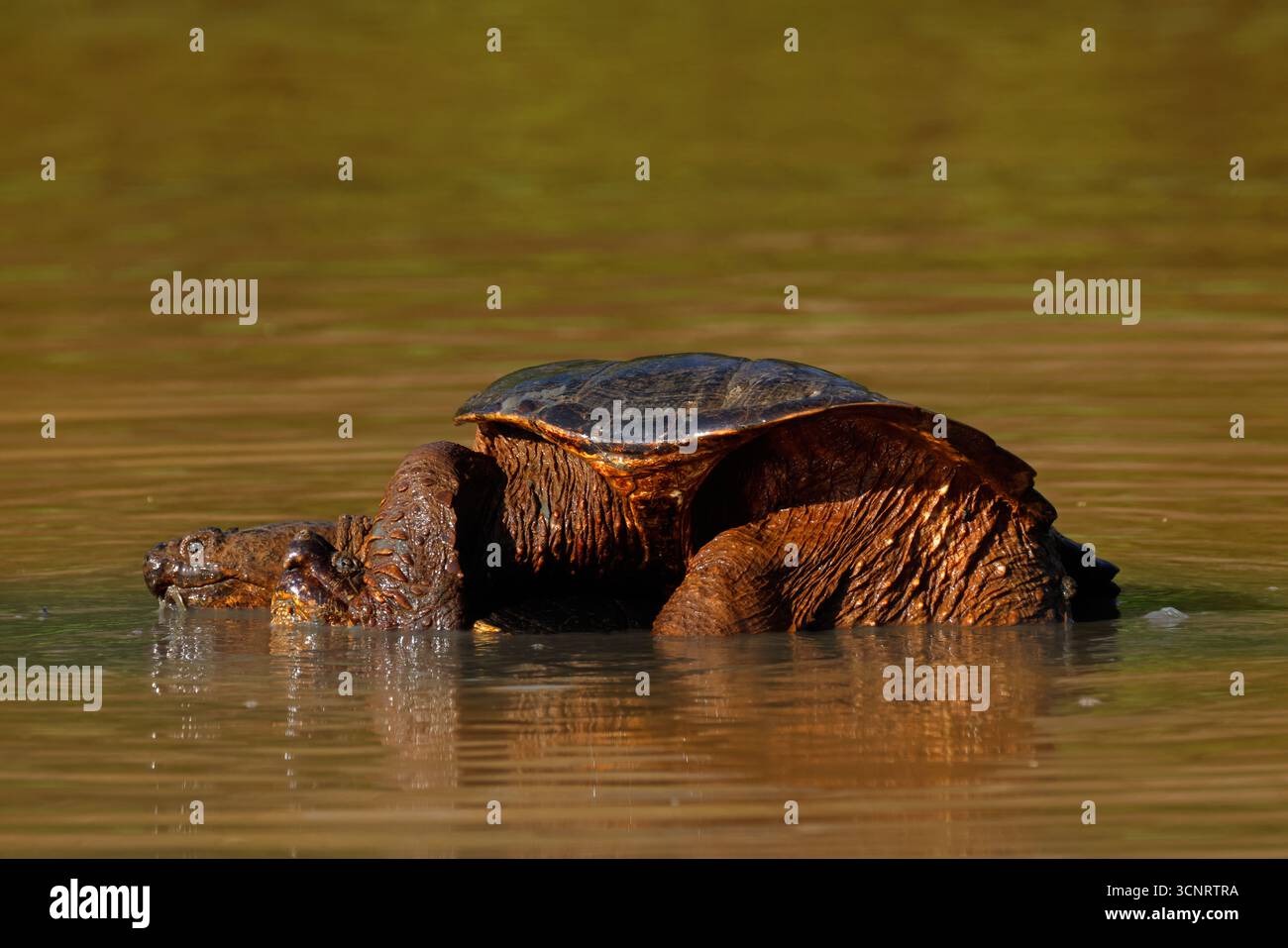 snapping turtles, Chelydra serpentina, mating, Maryland Stock Photo - Alamy