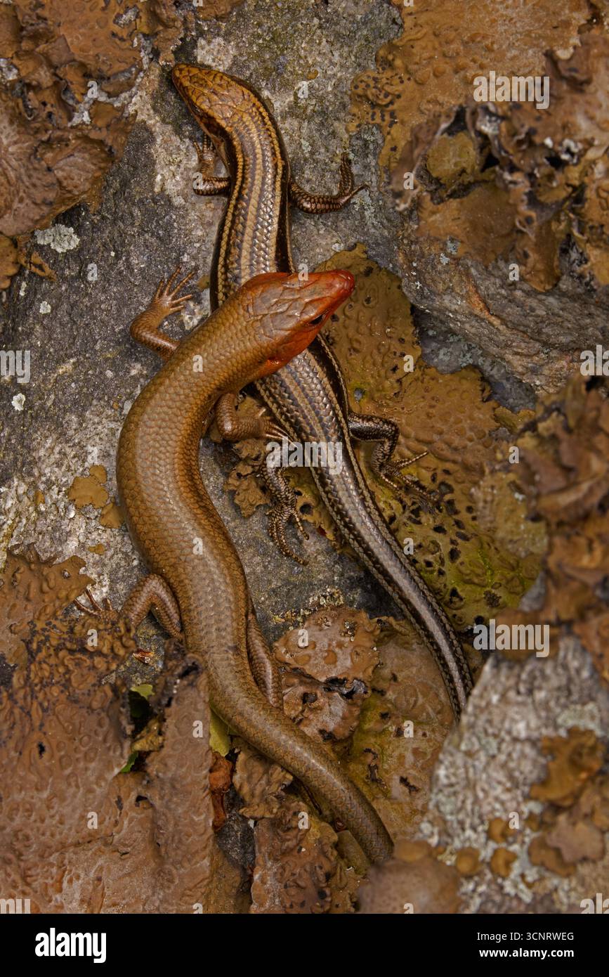 five-lined skinks (Plestiodon fasciatus), courting pair, Maryland Stock Photo - Alamy