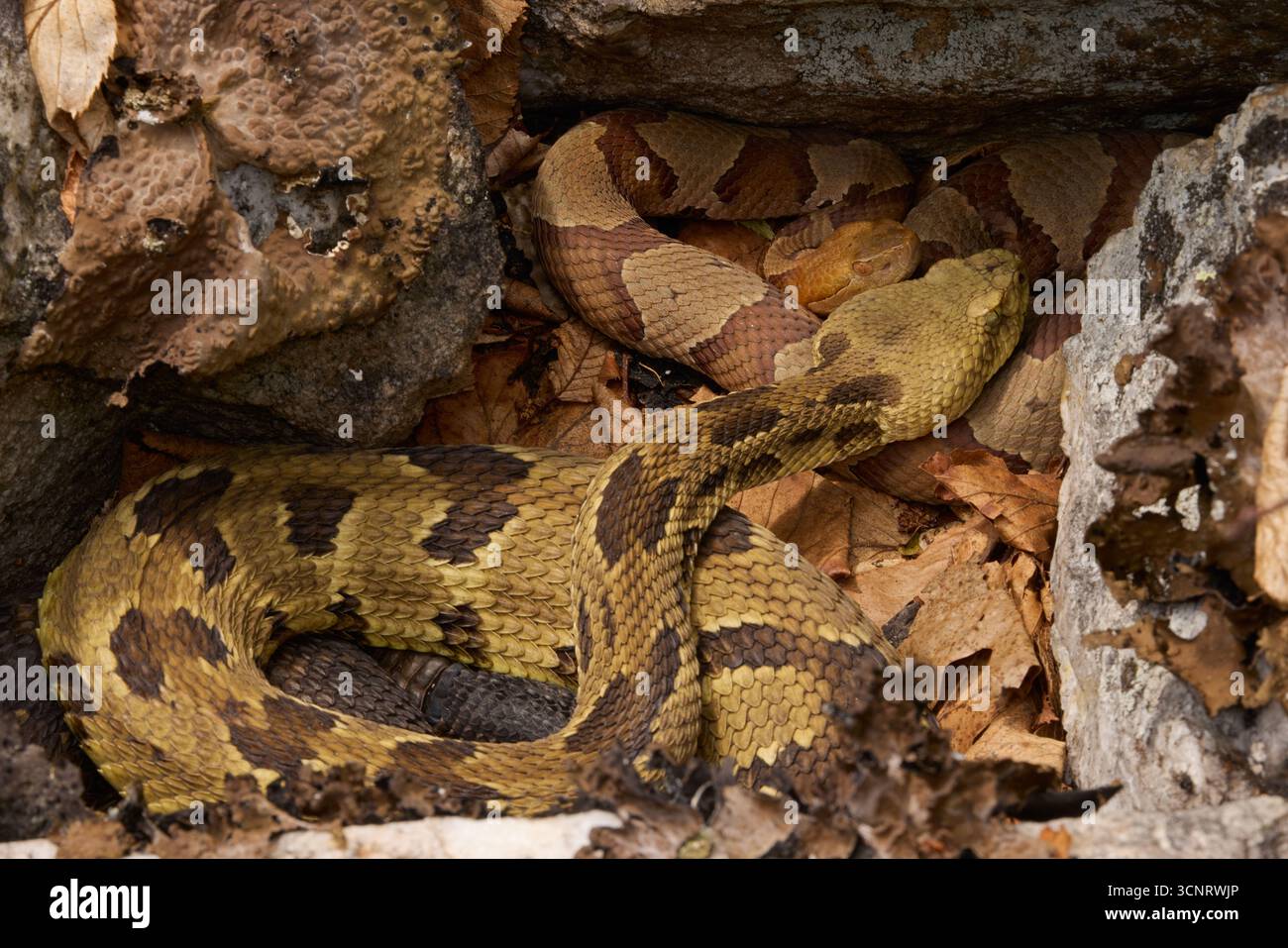 Timber rattlesnake, Crotalus horridus, at rookery , with northern ...