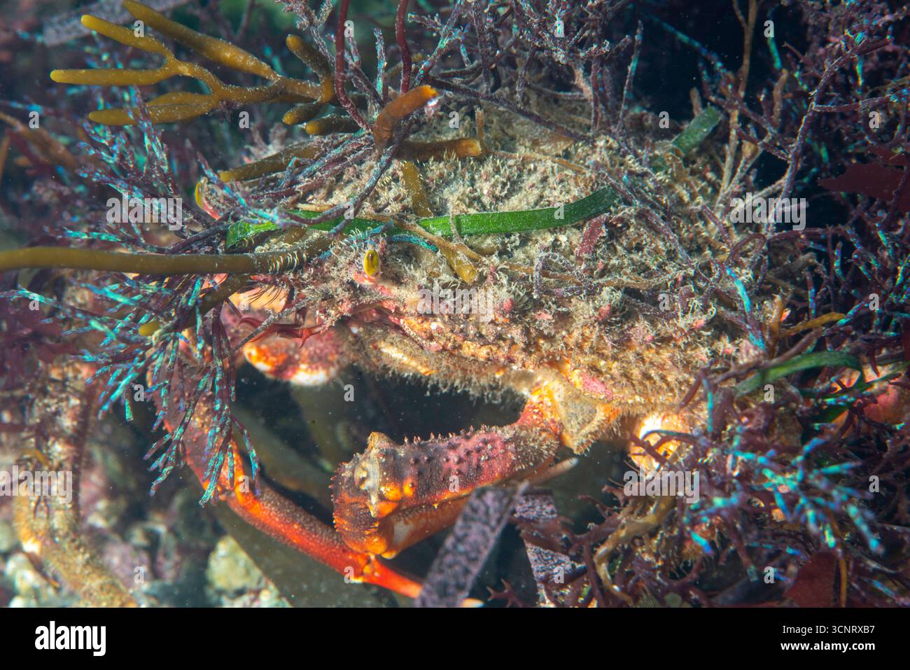 Spiny spider crab (Maja squinado). Also known as decorator crabs ...
