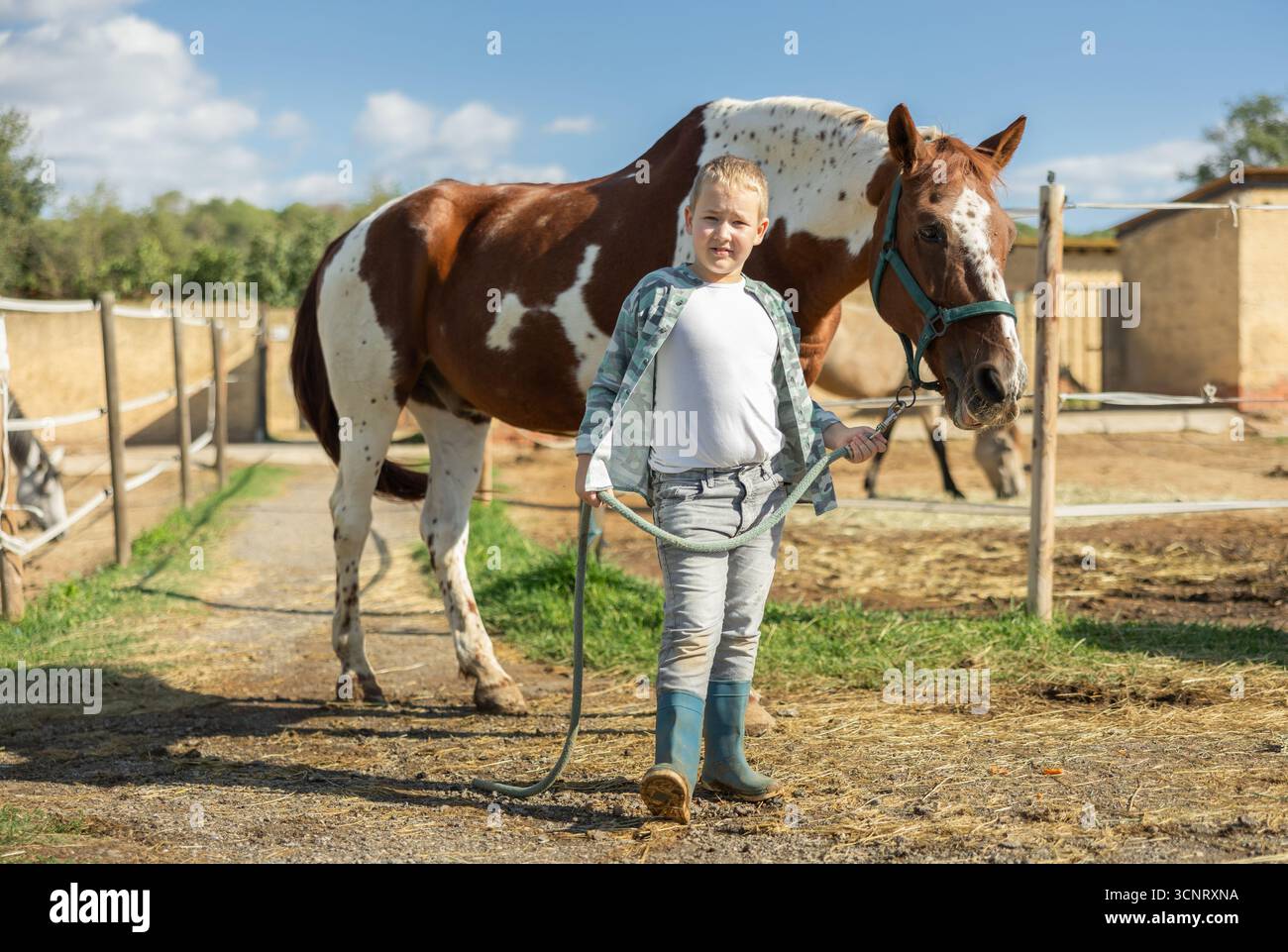 Happy boy leads a horse by the bridle for a walk in pasture Stock Photo ...