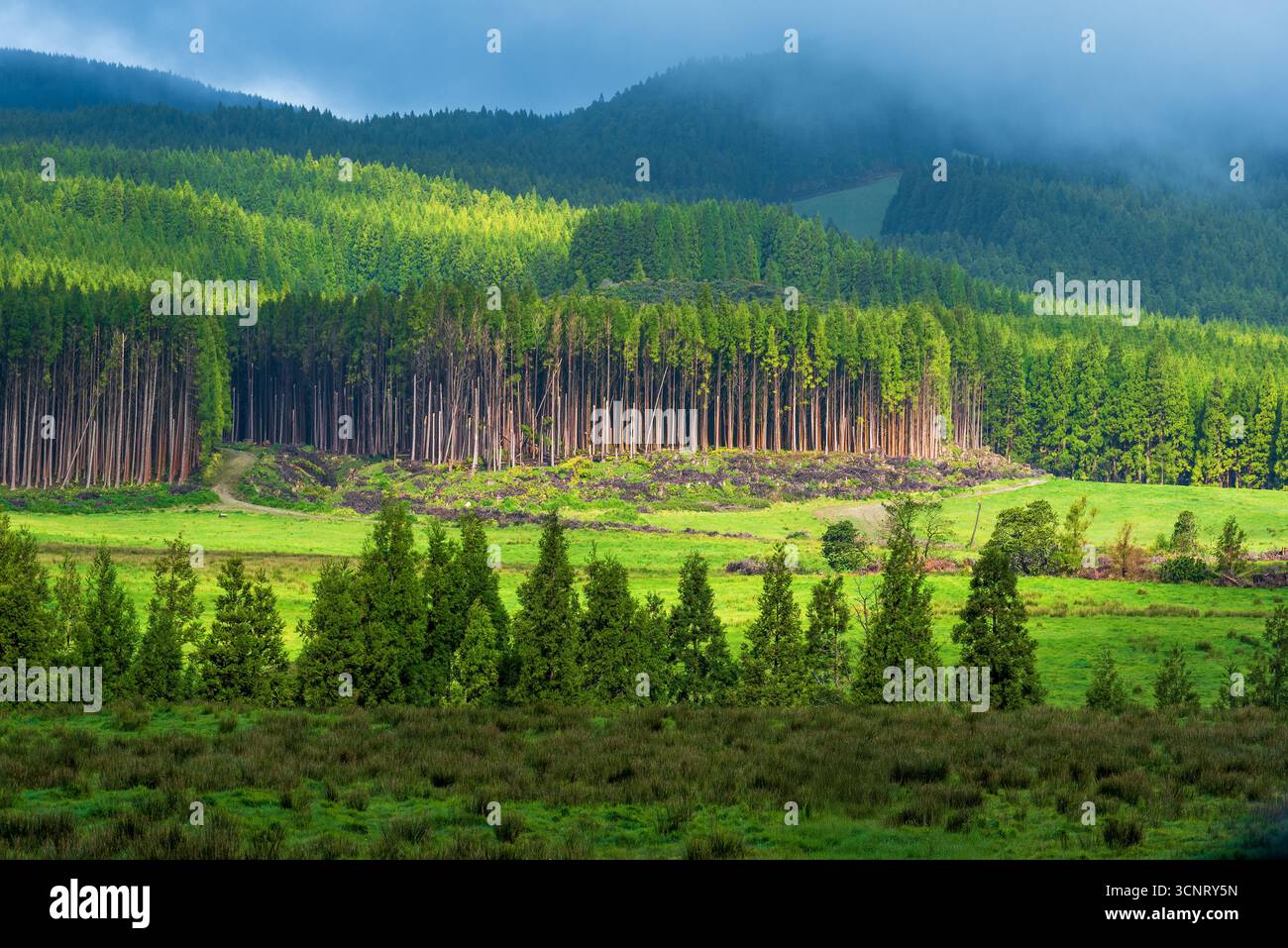 Misty Conifer Forest in Scottish Highlands with Logging Zone and Lush ...