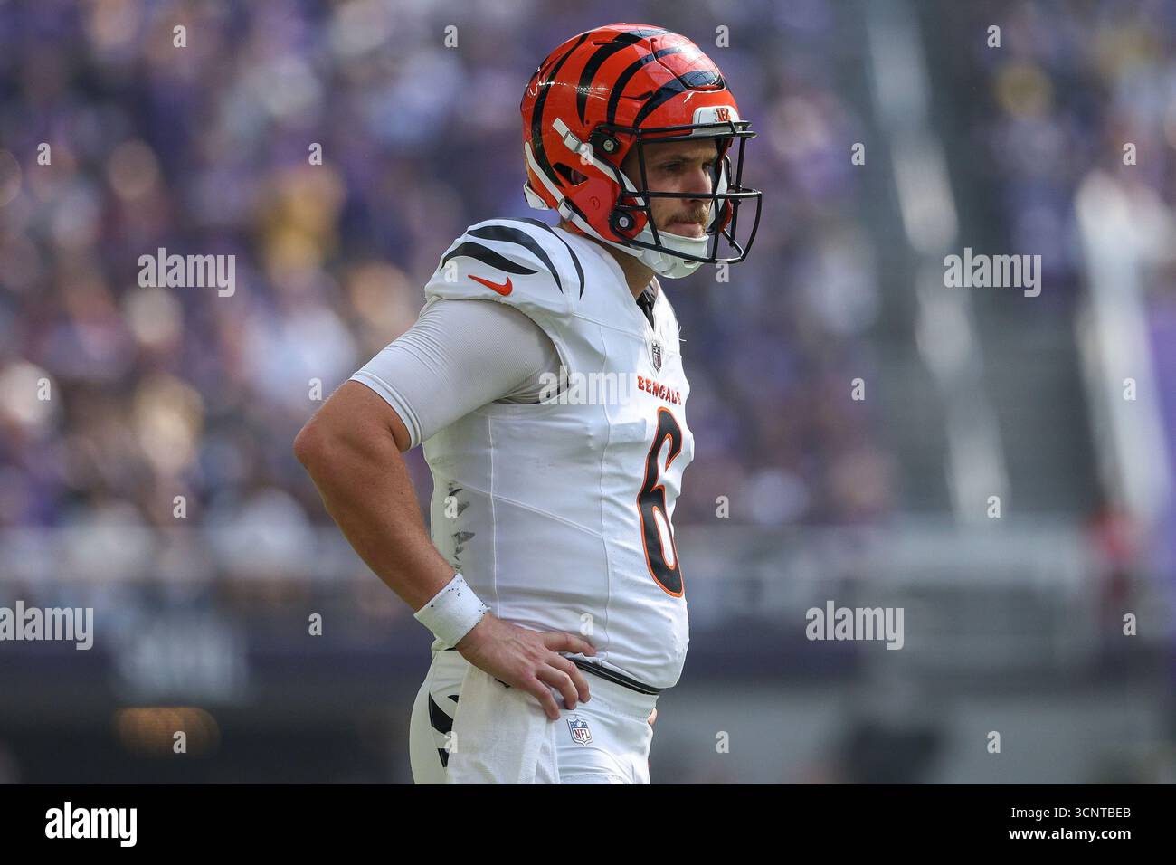 Cincinnati Bengals quarterback Jake Browning (6) looks on during the ...