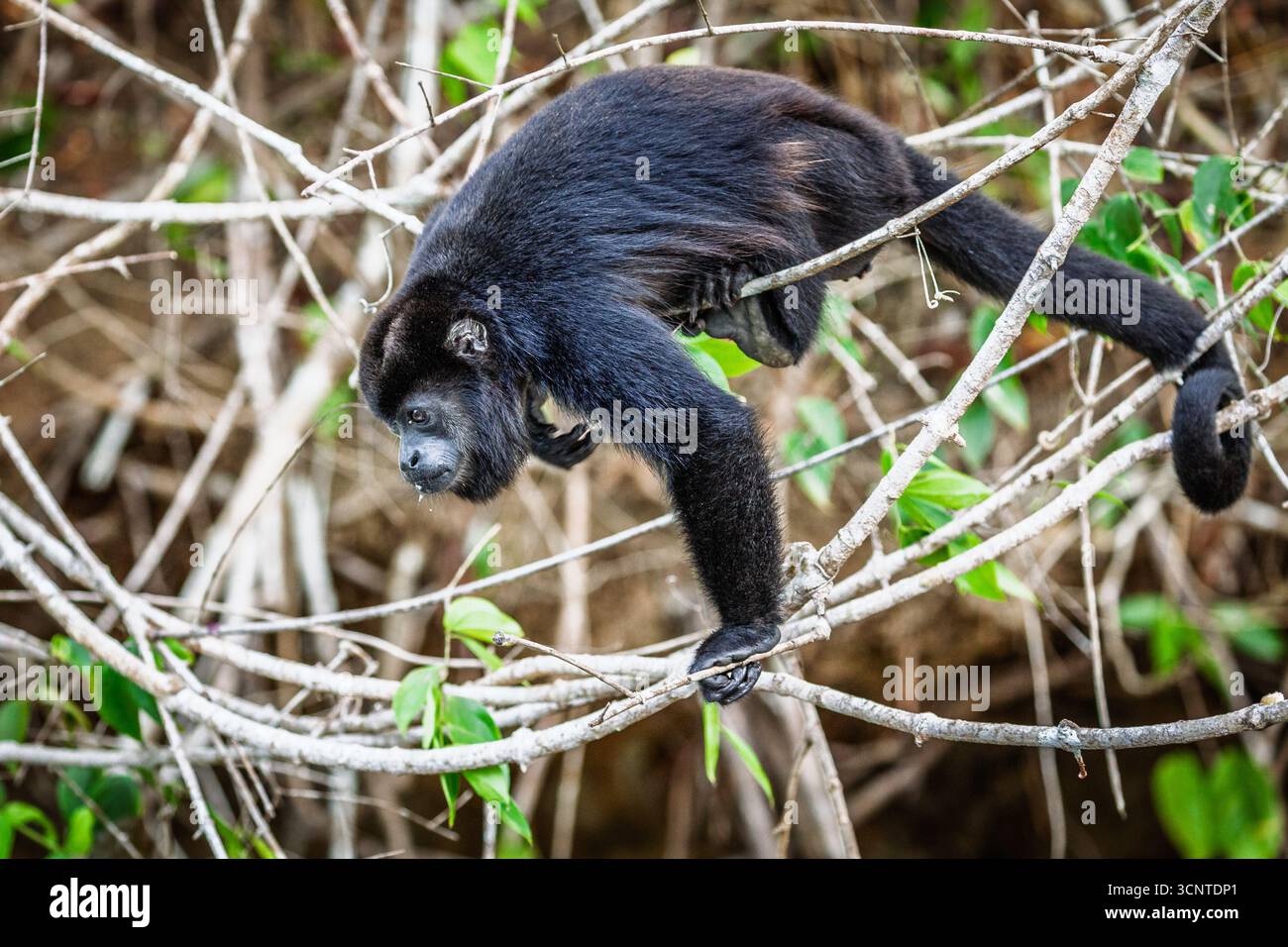 Mantled howler monkey in the rainforest of Central Panama Stock Photo ...