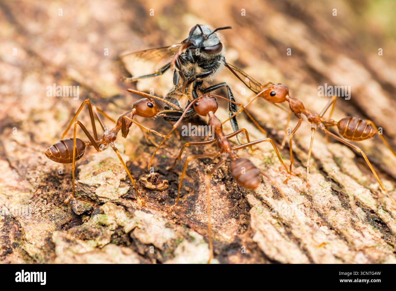 Ant teamwork behavior hi-res stock photography and images - Alamy