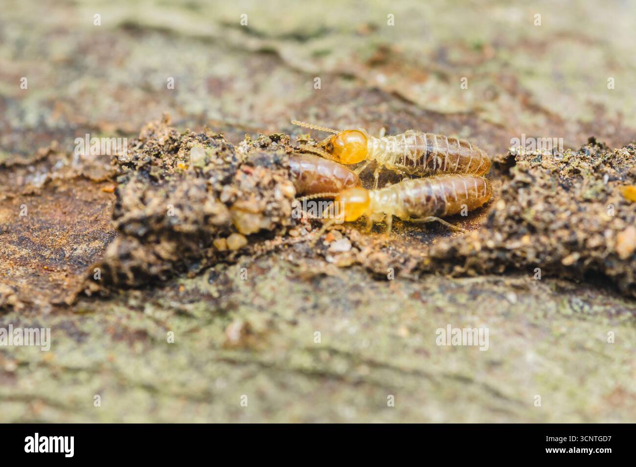 Close-up view of worker termites actively consuming decaying wood ...