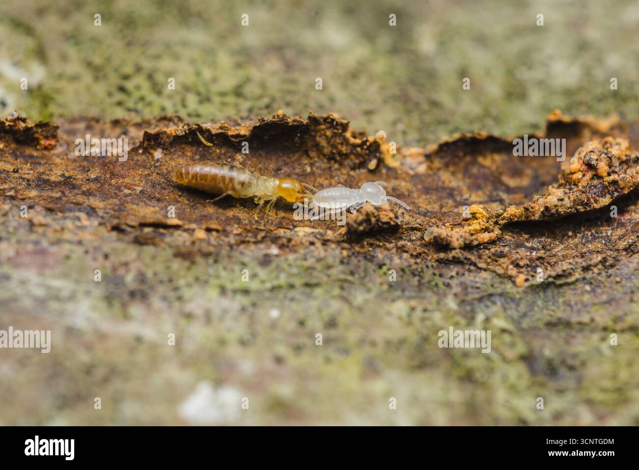 Macro termites feeding hi-res stock photography and images - Alamy