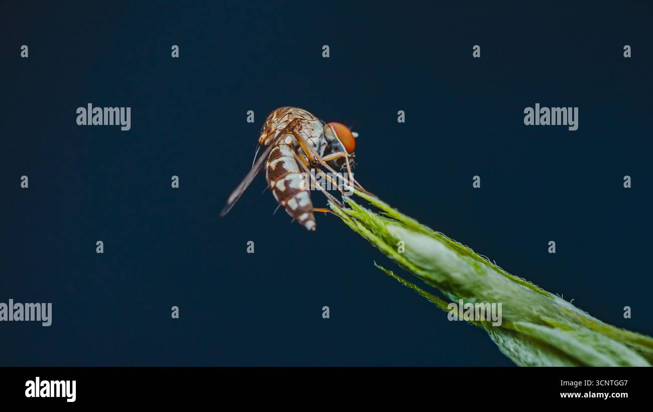 Close-up of a stem borer fly with orange head and striped body perching ...