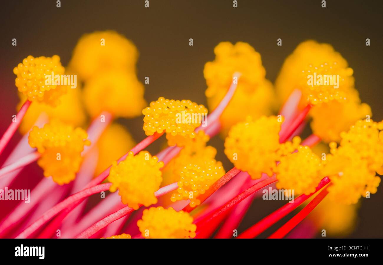 Close-up macro photograph showcasing vibrant yellow pollen grains ...